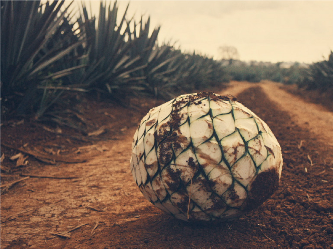 About Telsón Tequila